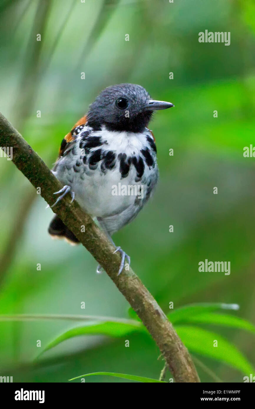 Spotted Antbird (Hylophylax naevioides) perched on a branch in Costa ...