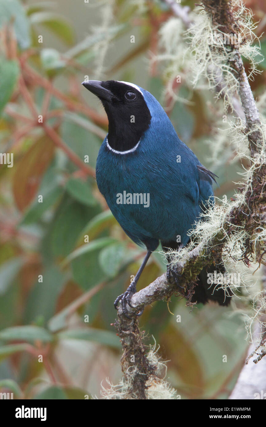 White-collared Jay (Cyanolyca viridicyana) perched on a branch in ...