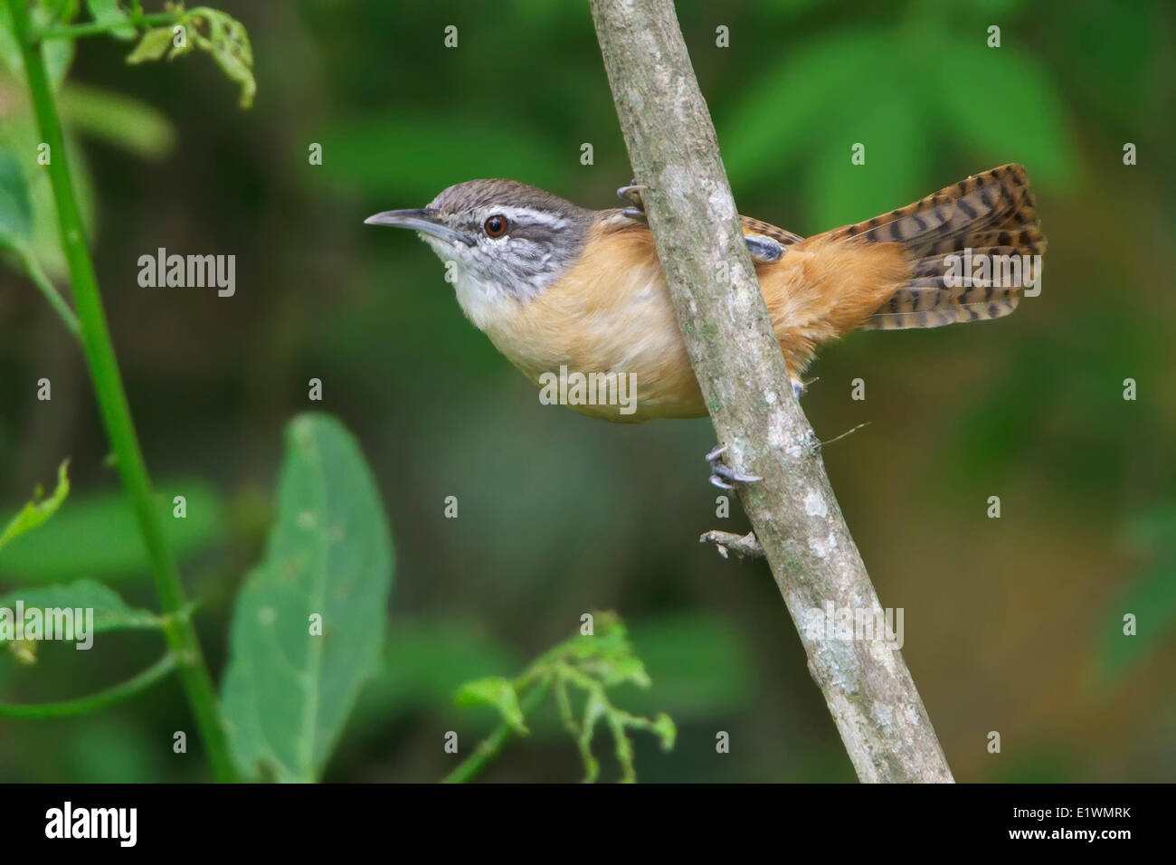 Thryothorus guarayanus hi-res stock photography and images - Alamy