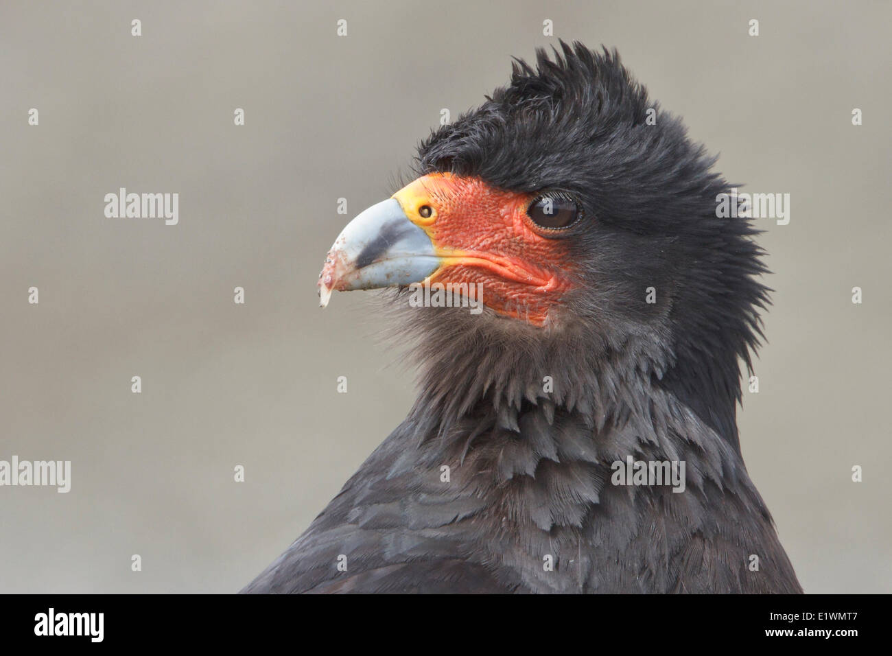 Mountain Caracara (Phalcoboenus megalopterus) perched on a rock in ...