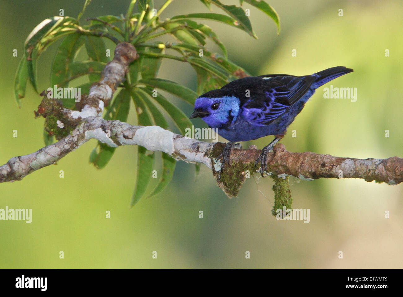 Opal rumped tanager tangara velia hi-res stock photography and images ...