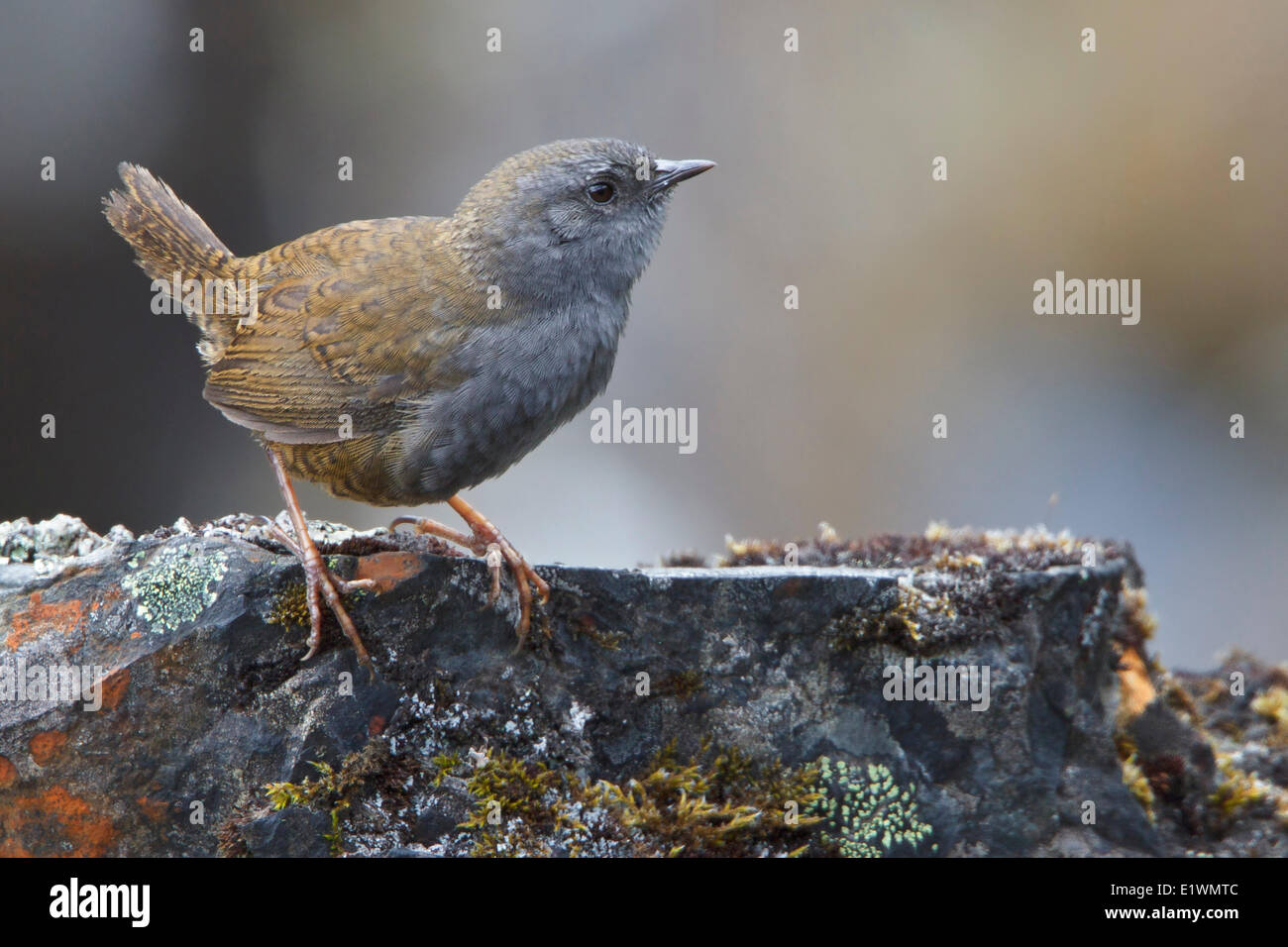 Puna tapaculo hi-res stock photography and images - Alamy