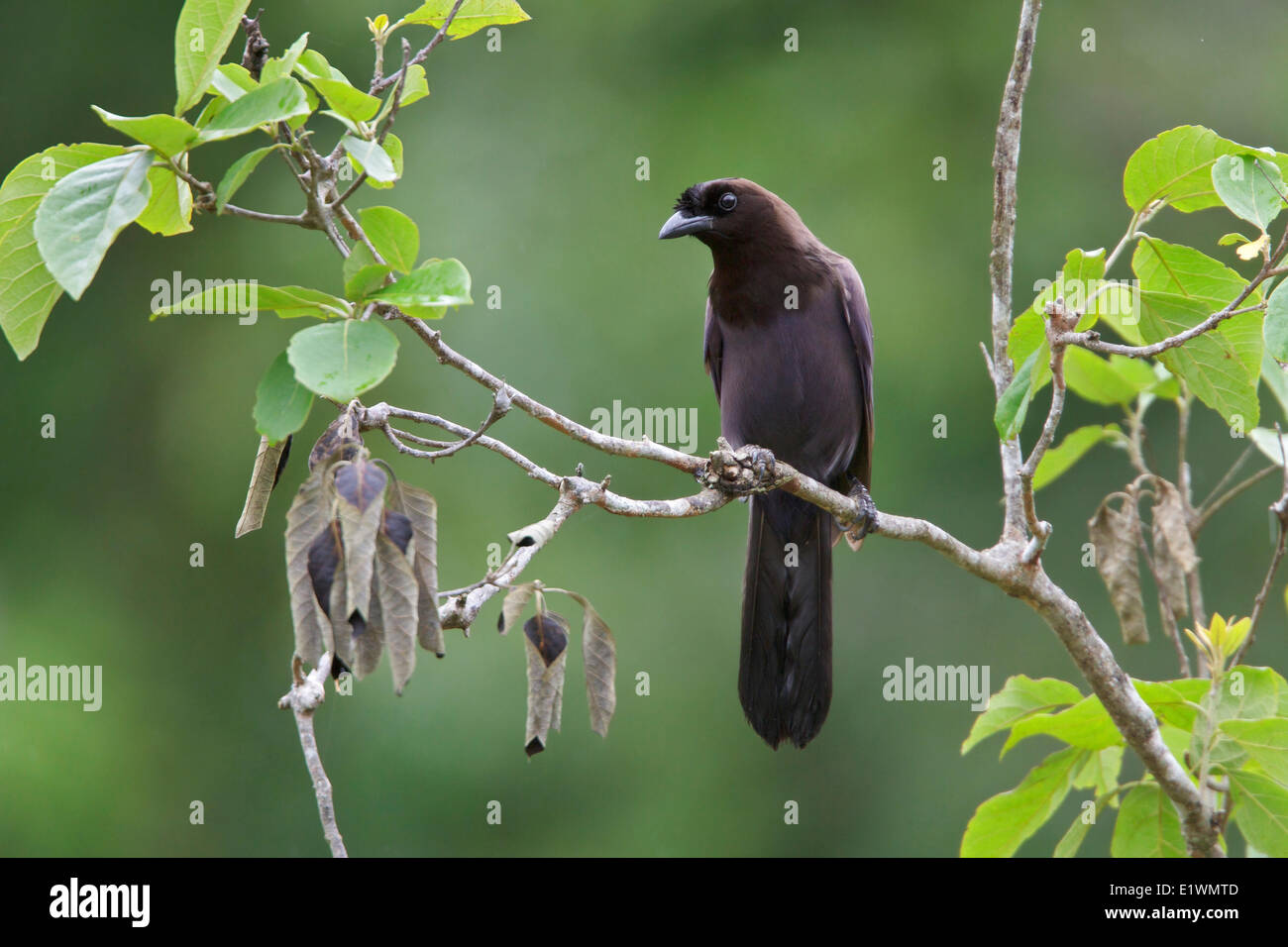 Purplish jay cyanocorax cyanomelas hi-res stock photography and images ...
