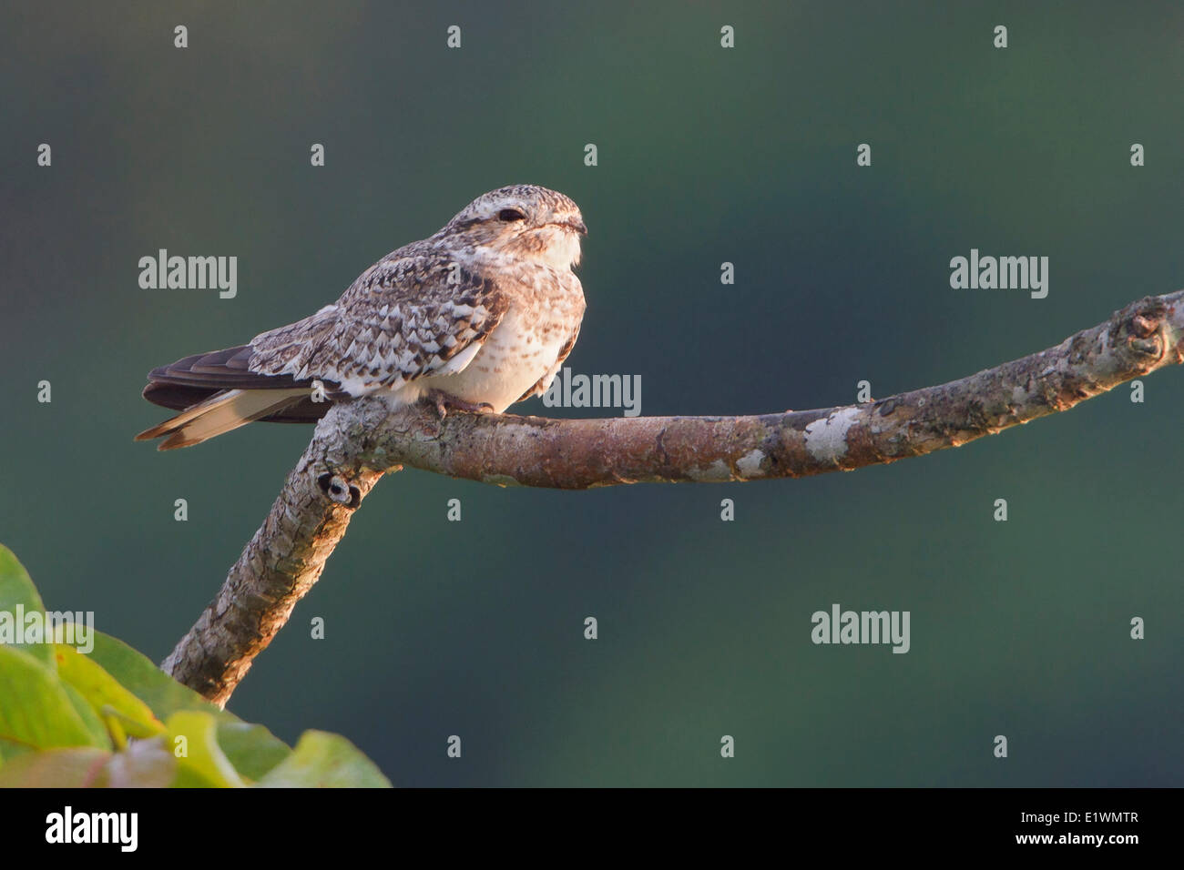 Sand-colored Nighthawk (Chordeiles rupestris) perched on a branch in ...