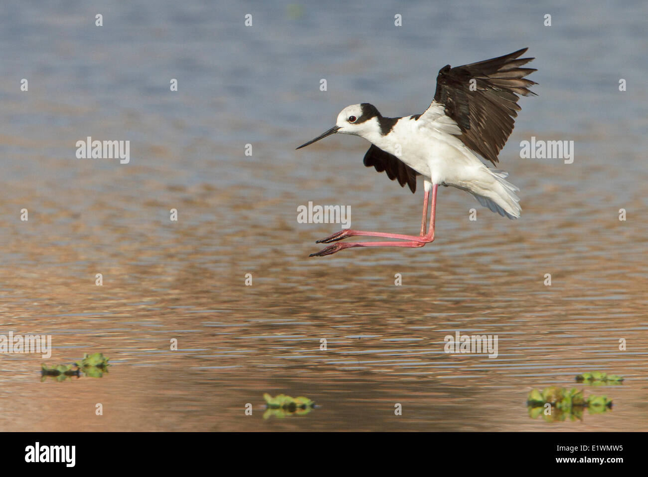 White backed stilt hi-res stock photography and images - Alamy