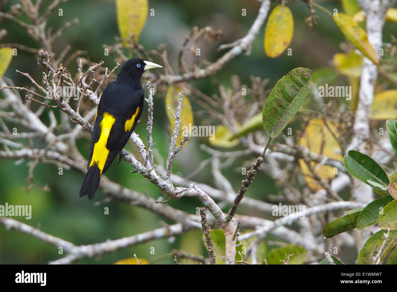 A yellow rumped cacique hi-res stock photography and images - Alamy