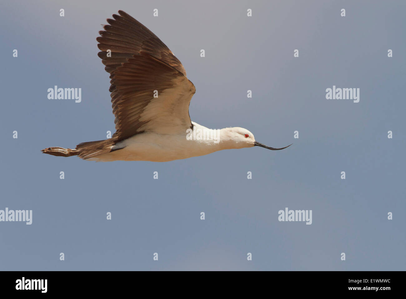 Recurvirostra andina hi-res stock photography and images - Alamy