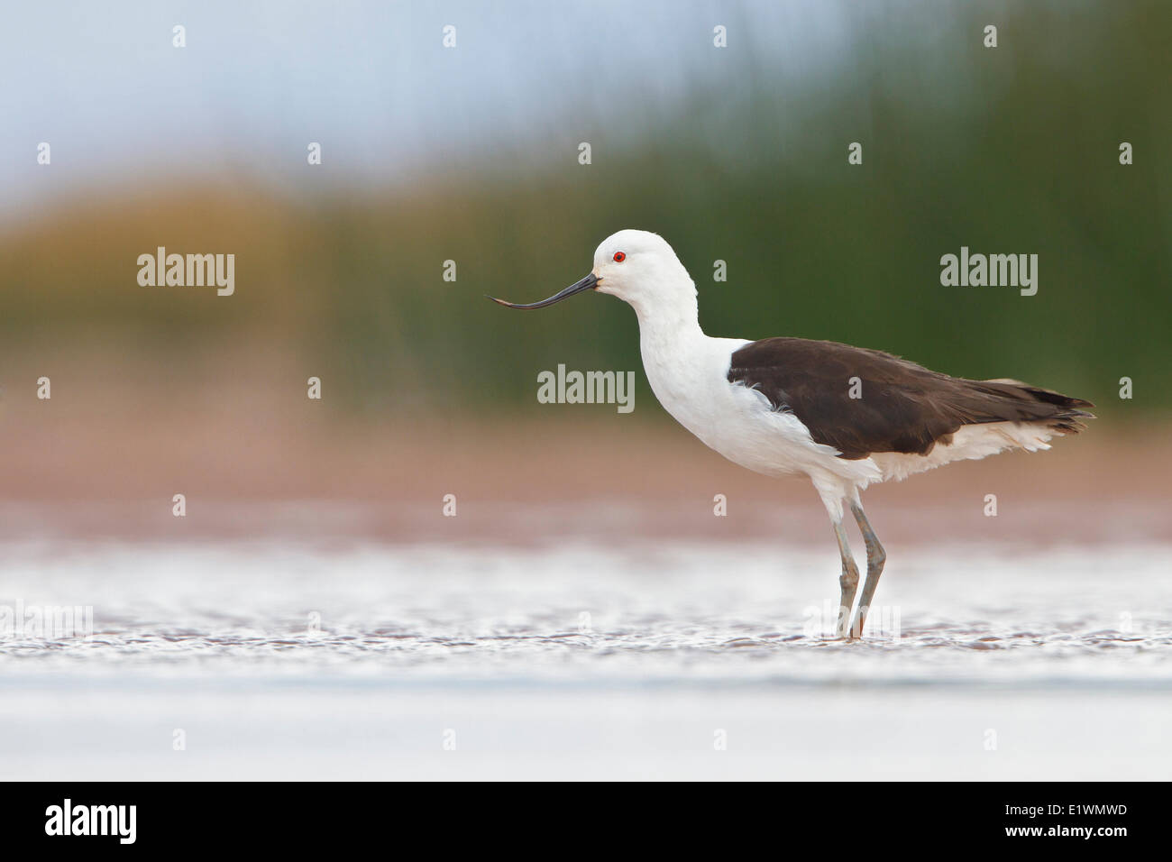 Andean Avocet (Recurvirostra andina) in a wetland in Bolivia, South ...