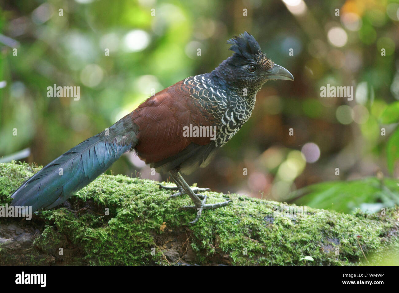 Banded ground cuckoo hi-res stock photography and images - Alamy