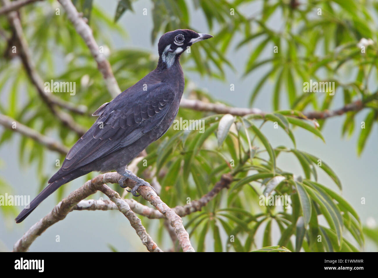Bare-necked Fruitcrow (Gymnoderus foetidus) perched on a branch in ...