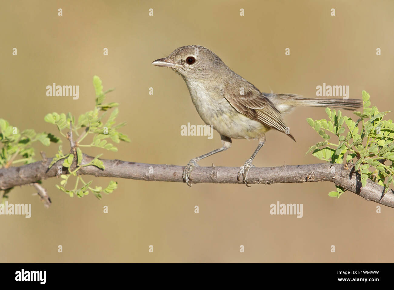 Bells vireo vireo bellii perched hi-res stock photography and images ...
