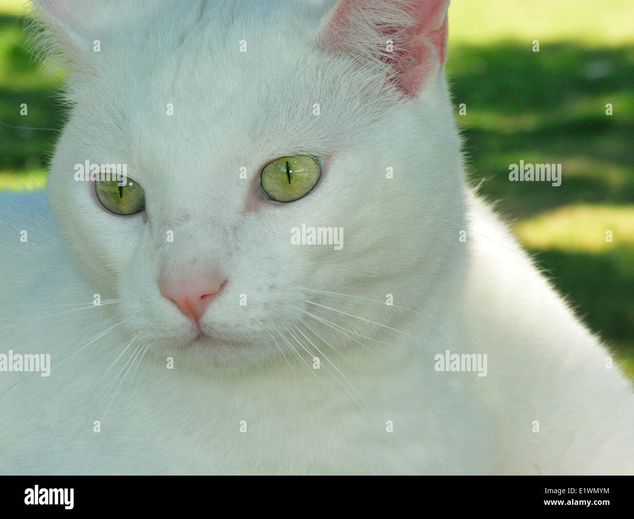 Close up of White Cat Stock Photo - Alamy