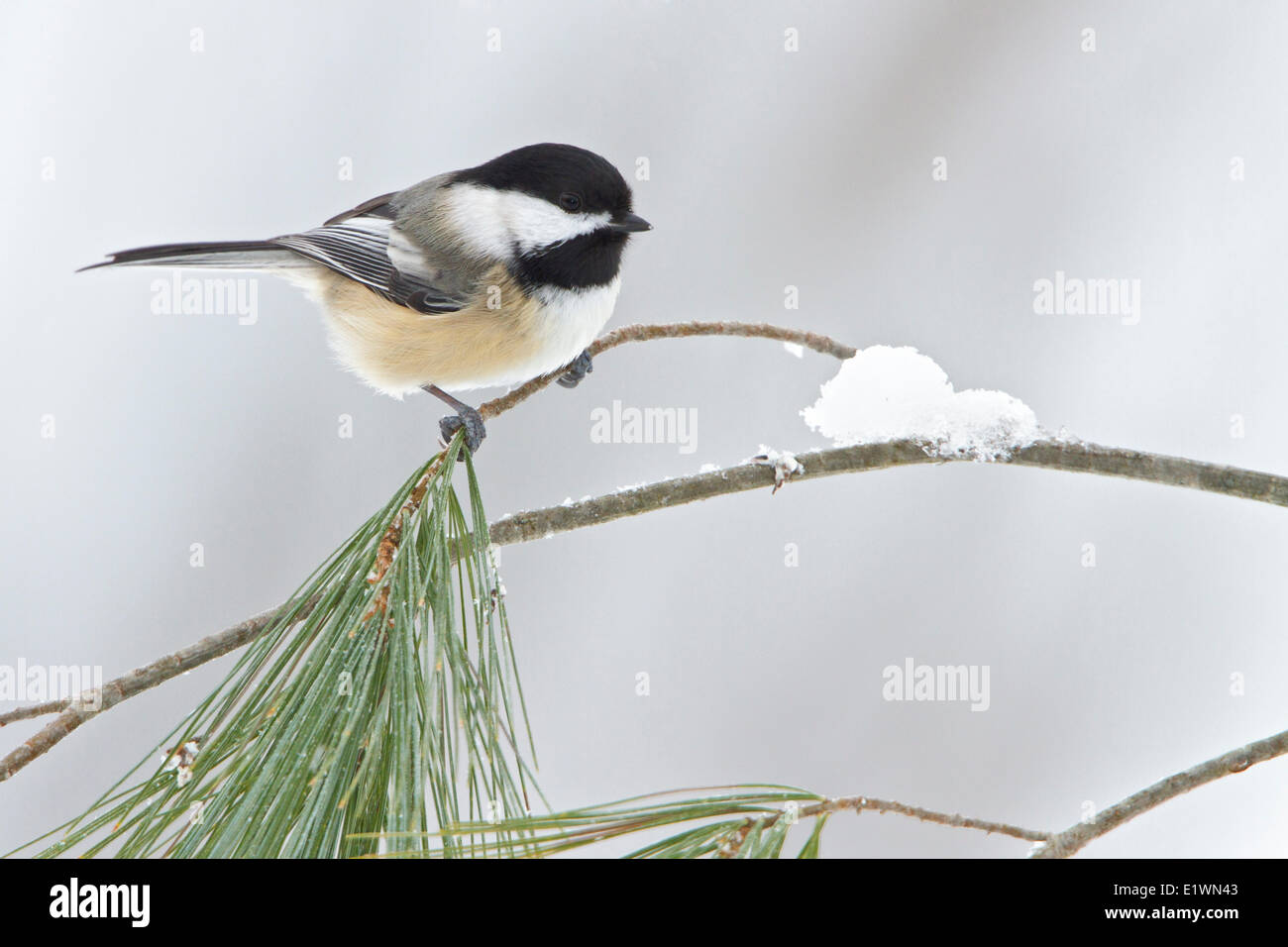Black-capped Chickadee (Poecile atricapillus) perched on a branch in ...