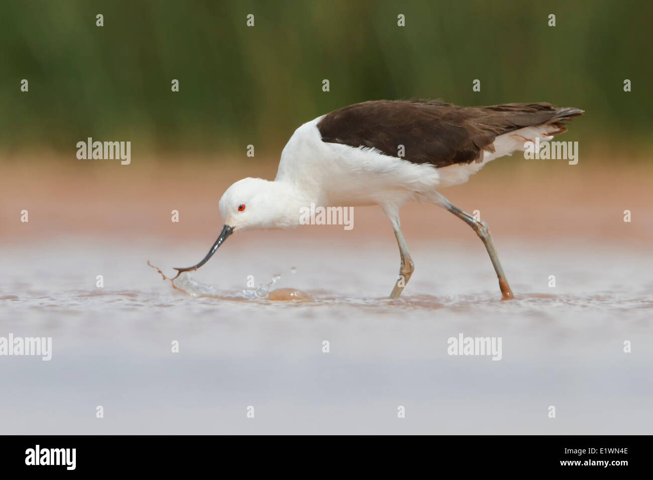Andean Avocet (Recurvirostra andina) in a wetland in Bolivia, South ...