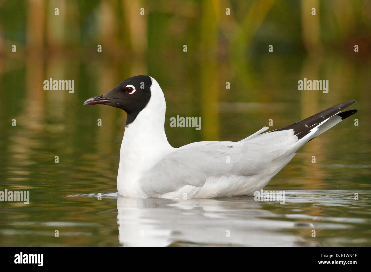 Andean Gull (Larus serranus) in a lake in Bolivia, South America Stock ...