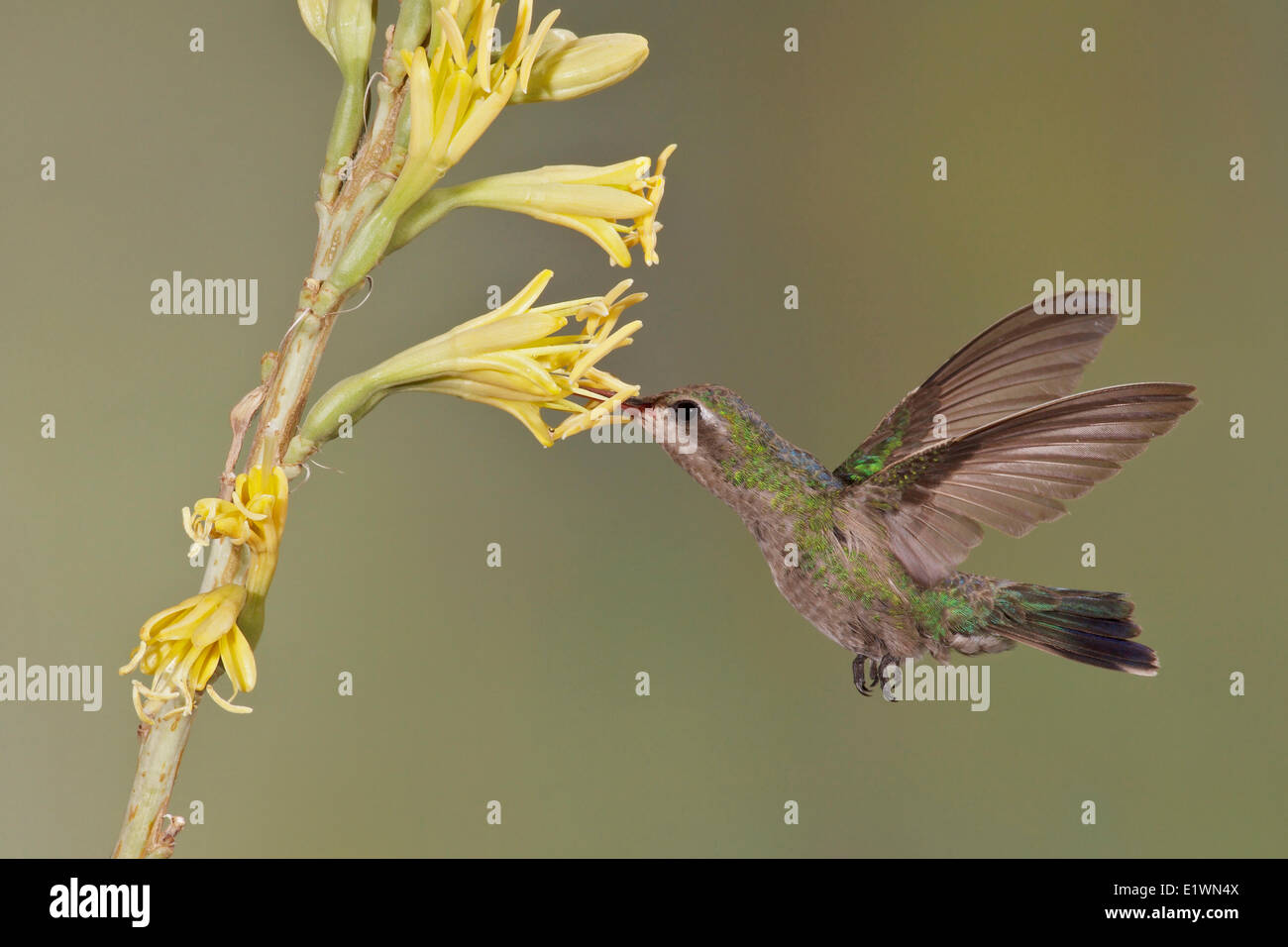 Hummingbird side view image hi-res stock photography and images - Alamy