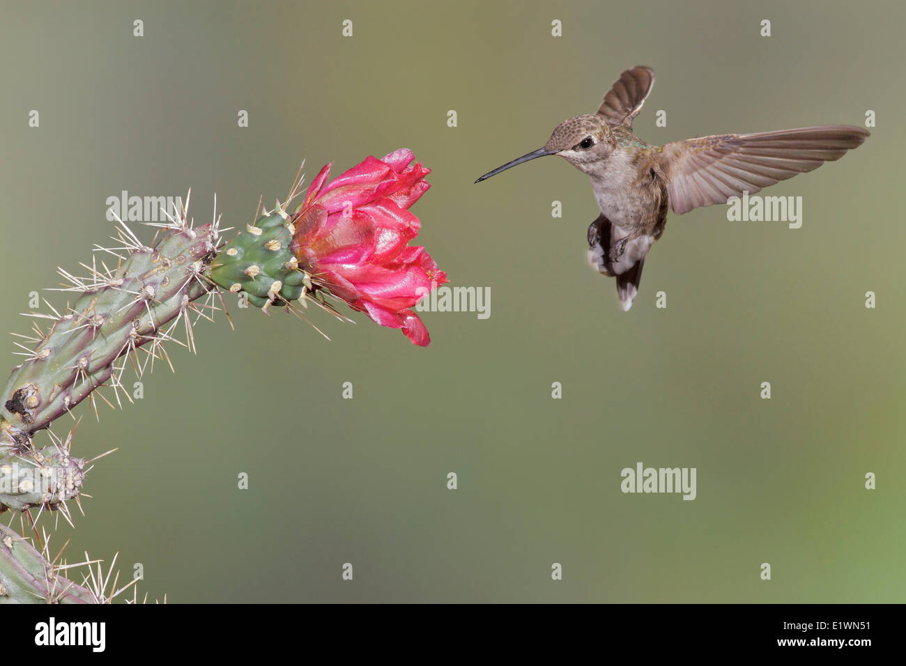 Broad-tailed hummingbird (Selasphorus platycercus) flying while feeding ...