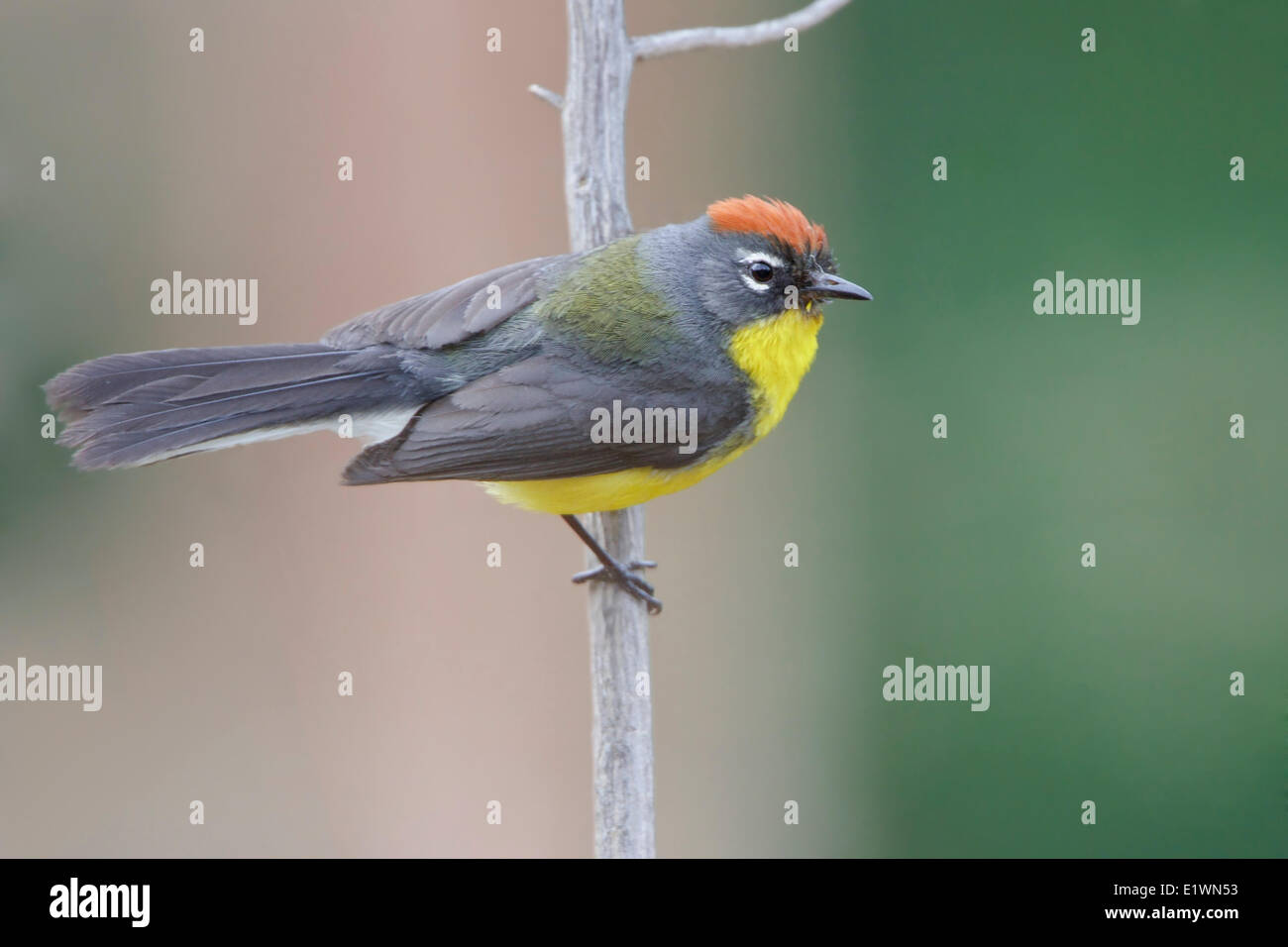 Glenn brown hi-res stock photography and images - Alamy