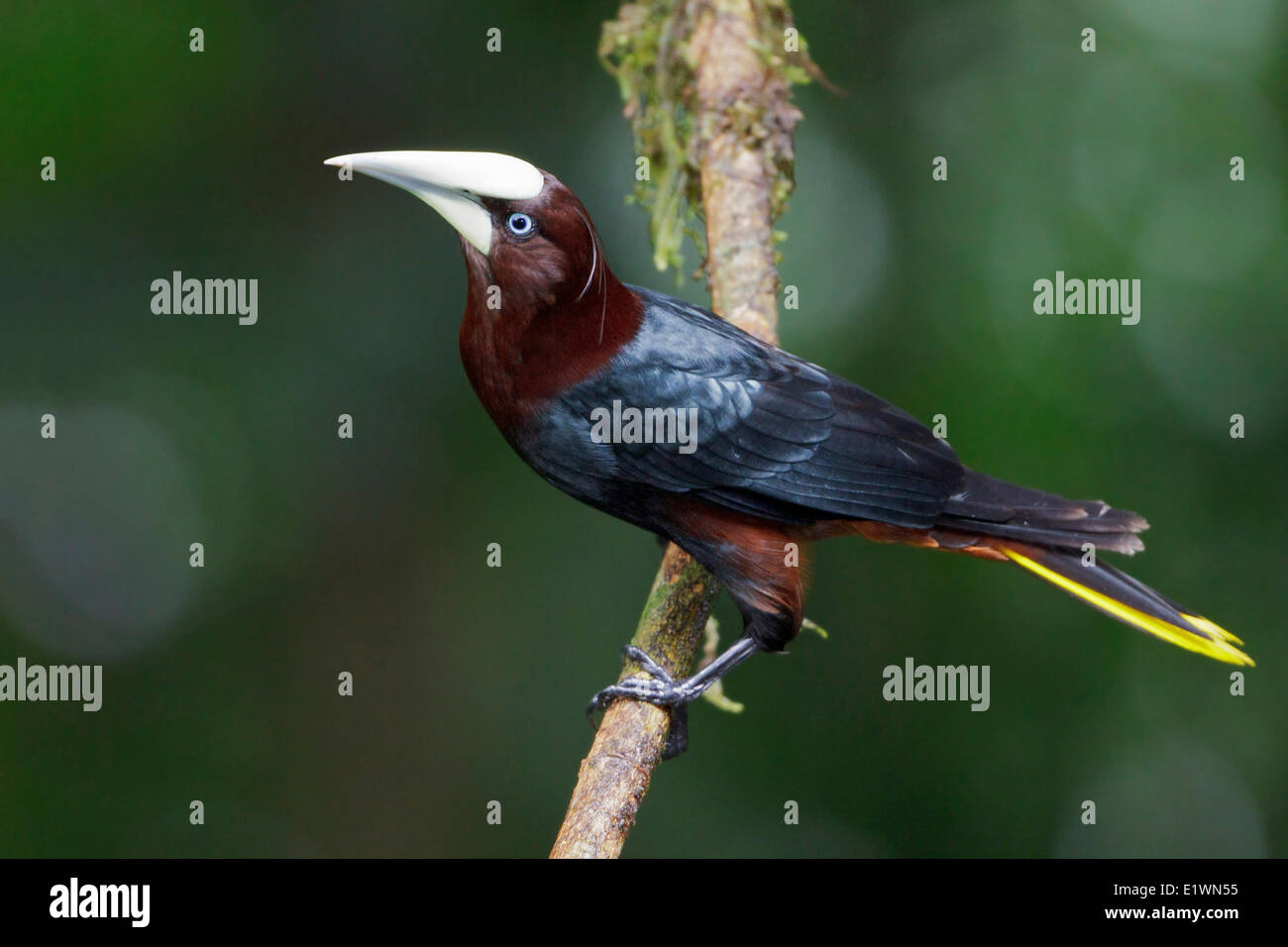 Chestnut-headed Oropendola (Psarocolius wagleri) perched on a branch in ...