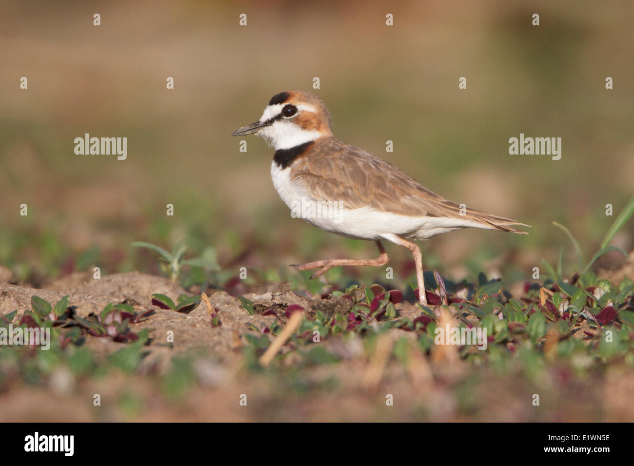 Collared Plover (Charadrius collaris) in a wetland area in Bolivia ...