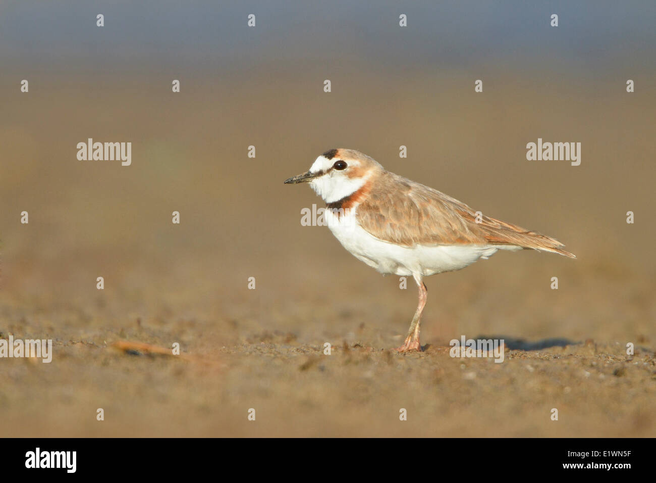 Collared Plover (Charadrius collaris) in a wetland area in Bolivia ...