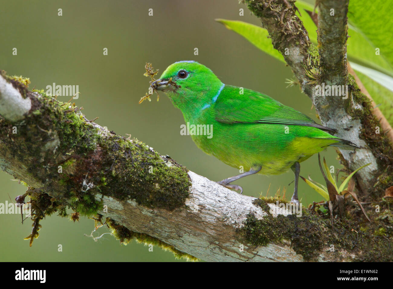 Clorophonia hi-res stock photography and images - Alamy