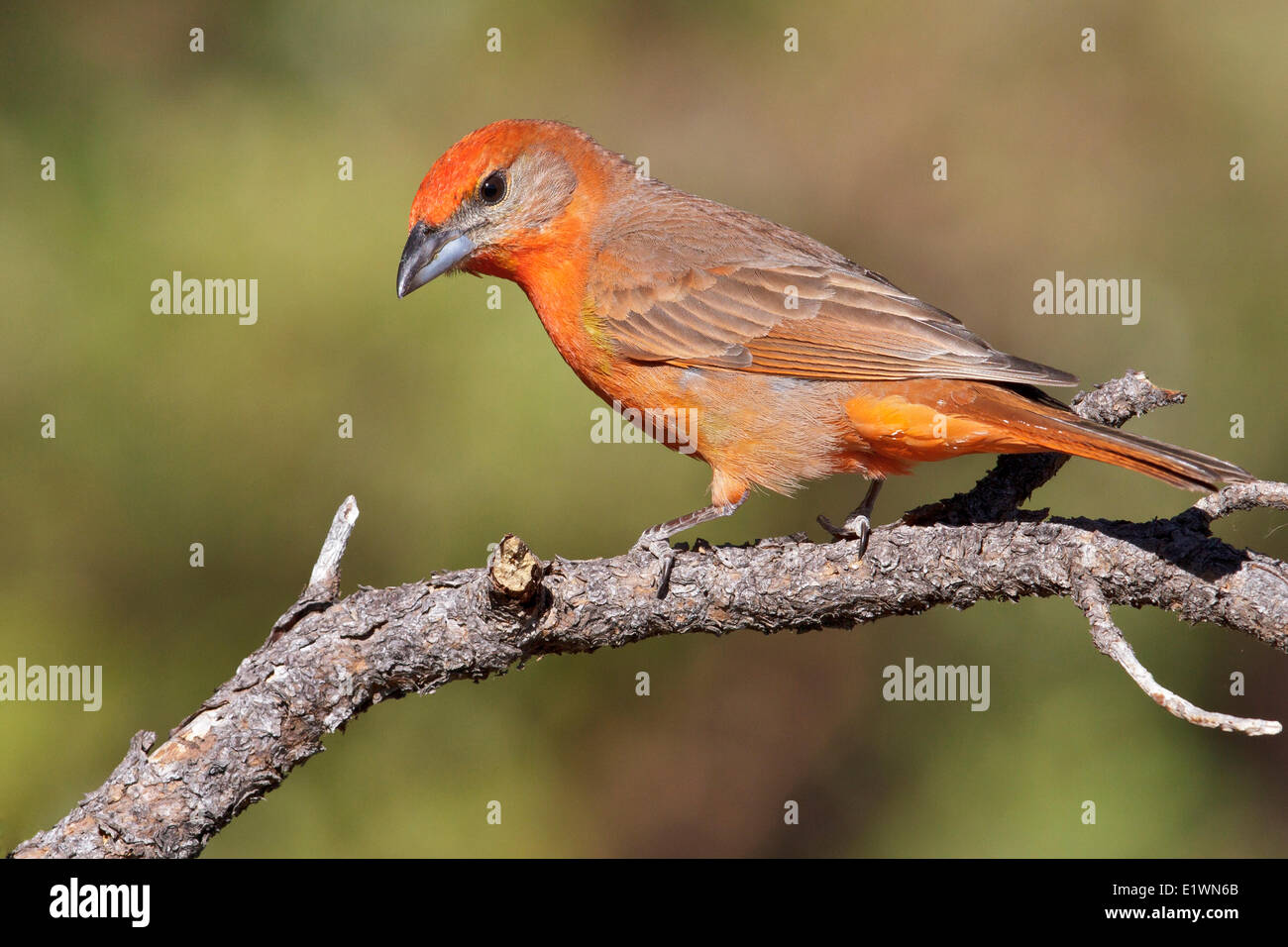 Hepatic Tanager (Piranga flava) perched on a branch in southern Arizona ...
