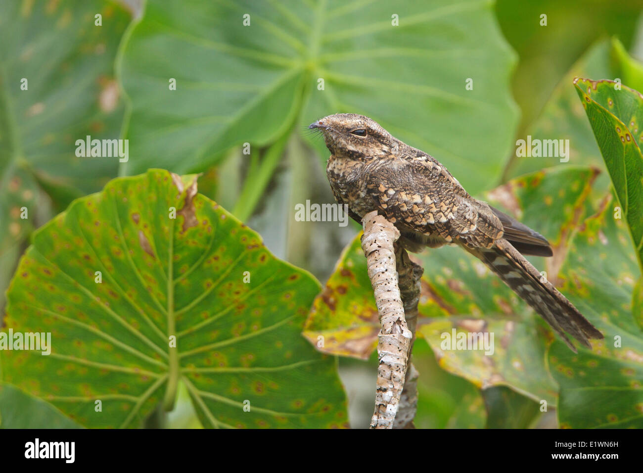 Ladder tailed nightjar hi-res stock photography and images - Alamy
