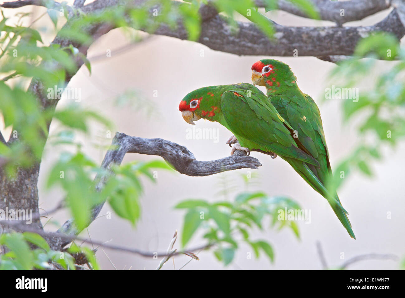 Aratinga mitrata hi-res stock photography and images - Alamy