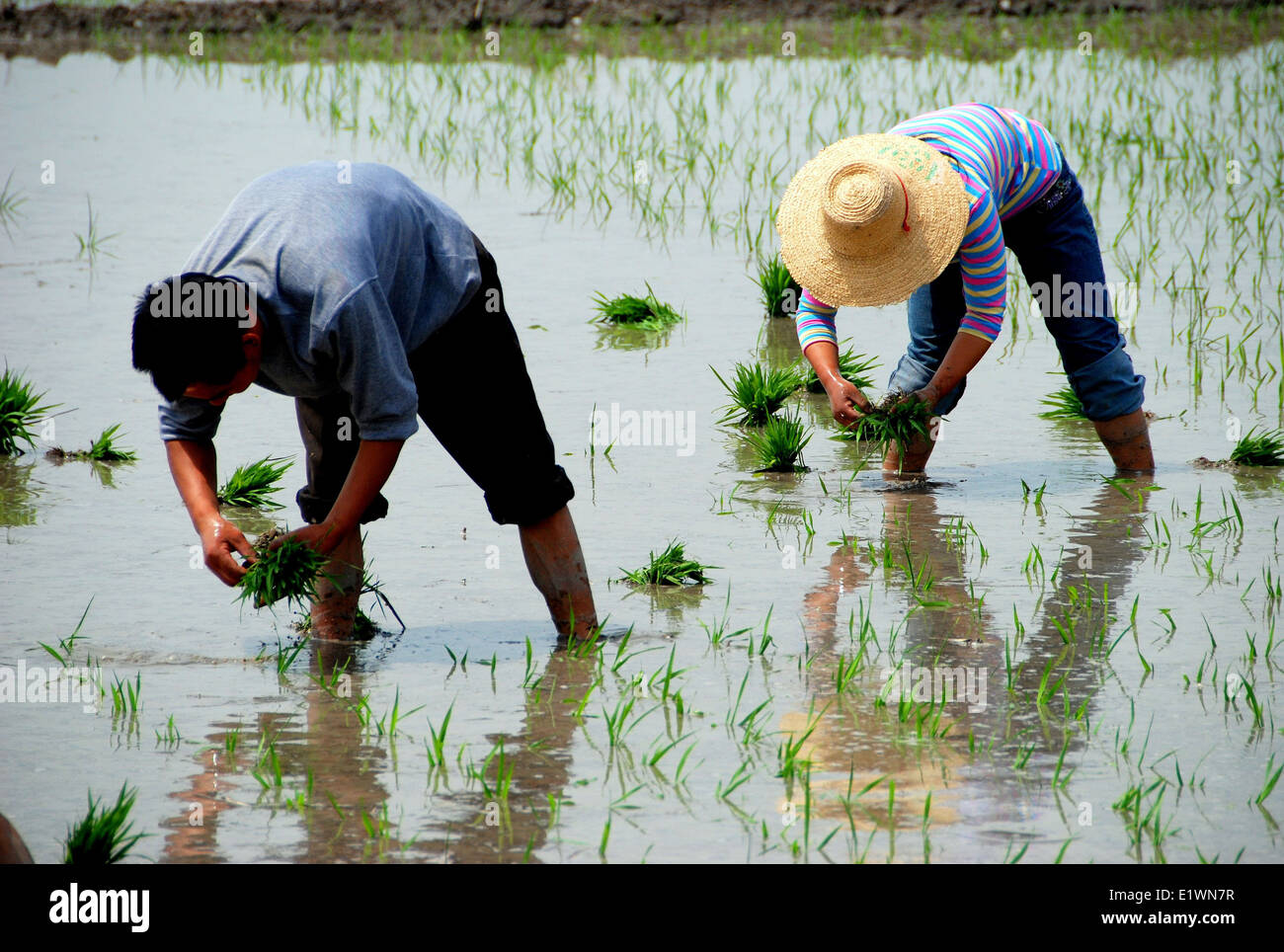 SICHUAN PROVINCE, CHINA: Two farmers at work planting rice seedlings ...