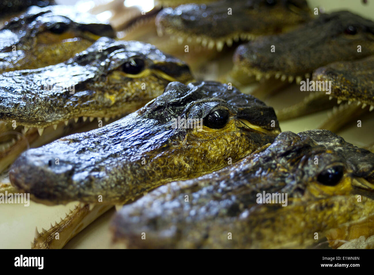 Alligator heads displayed for sale at a shop in Florida Stock Photo - Alamy