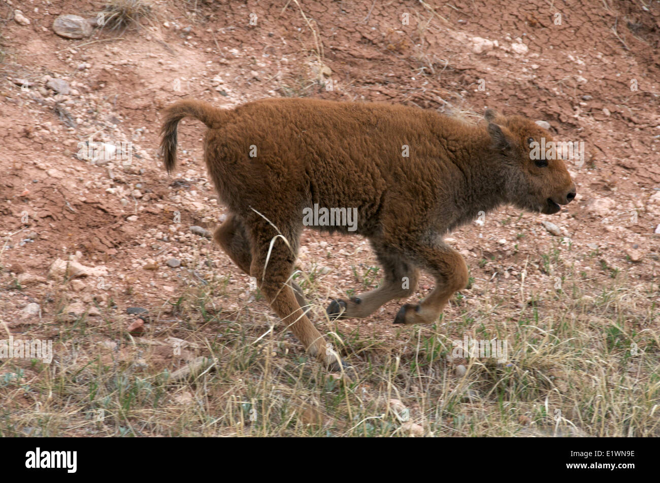 American bison (Bison bison) newborn spring calf running. Wind Cave Nat ...