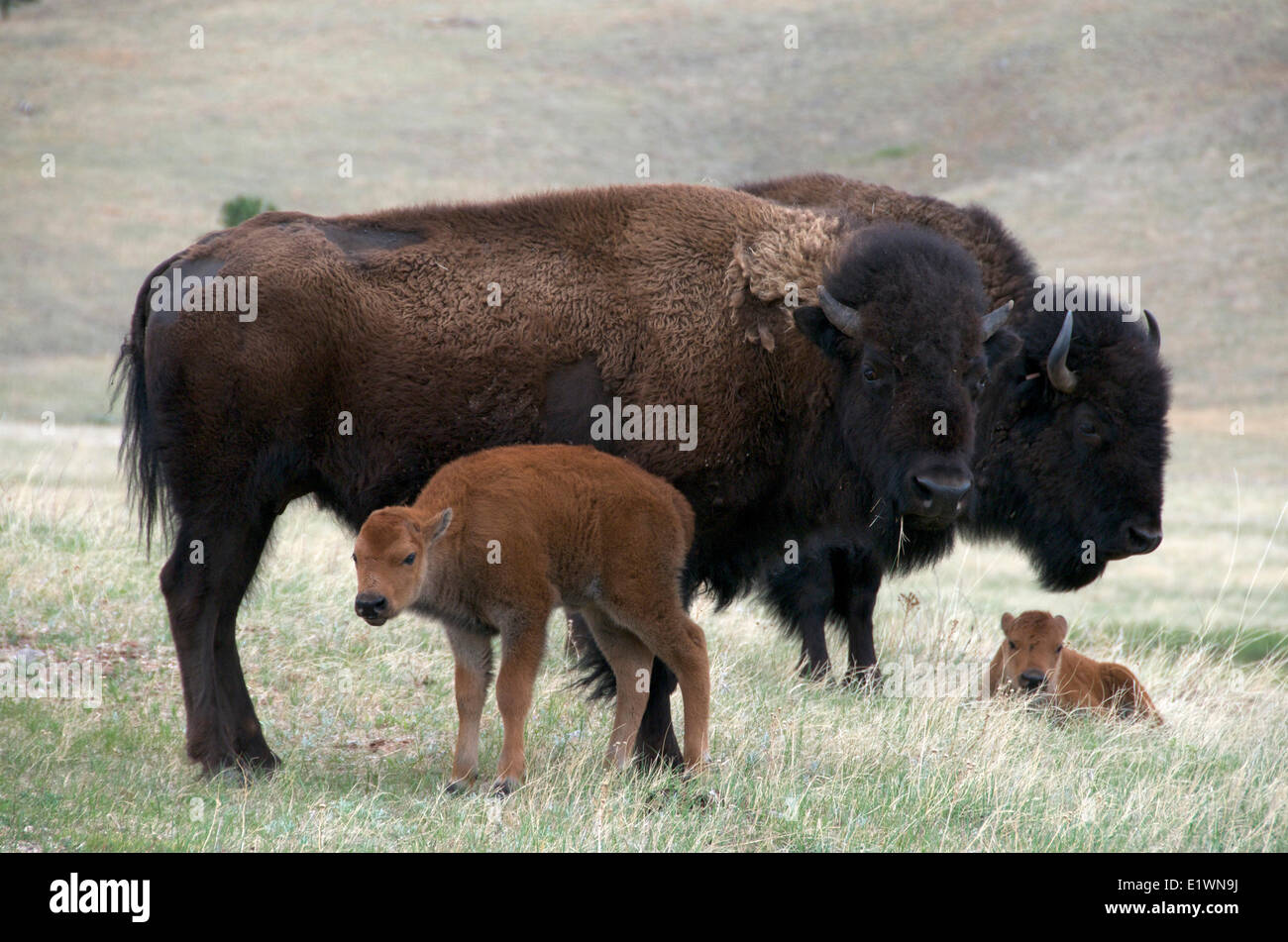 Wild American bison cow (Bison bison) with newborn, spring calf. Wind ...
