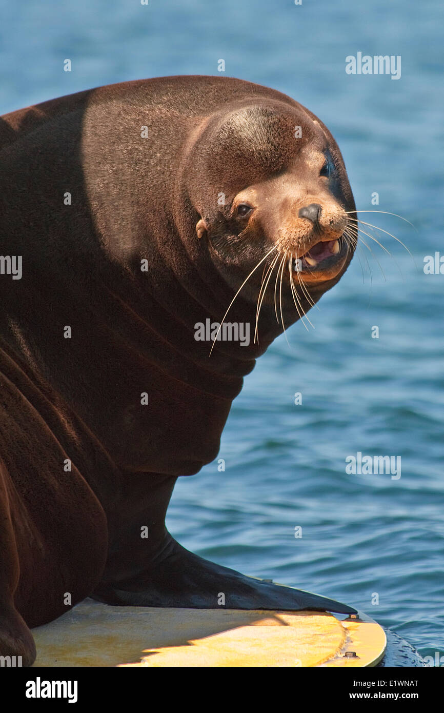 Buoy canada hi-res stock photography and images - Alamy
