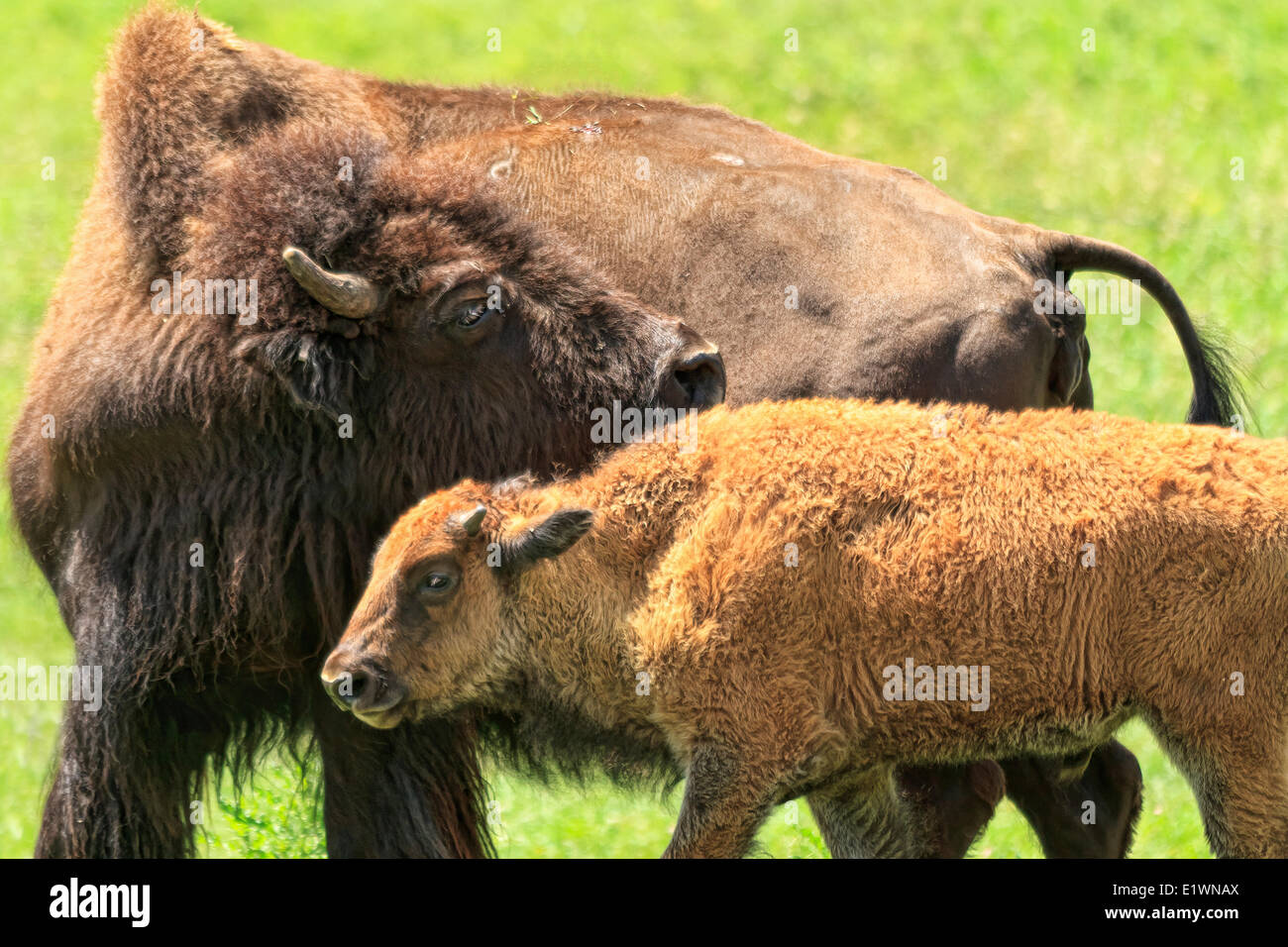 Custer State Park High Resolution Stock Photography and Images - Alamy