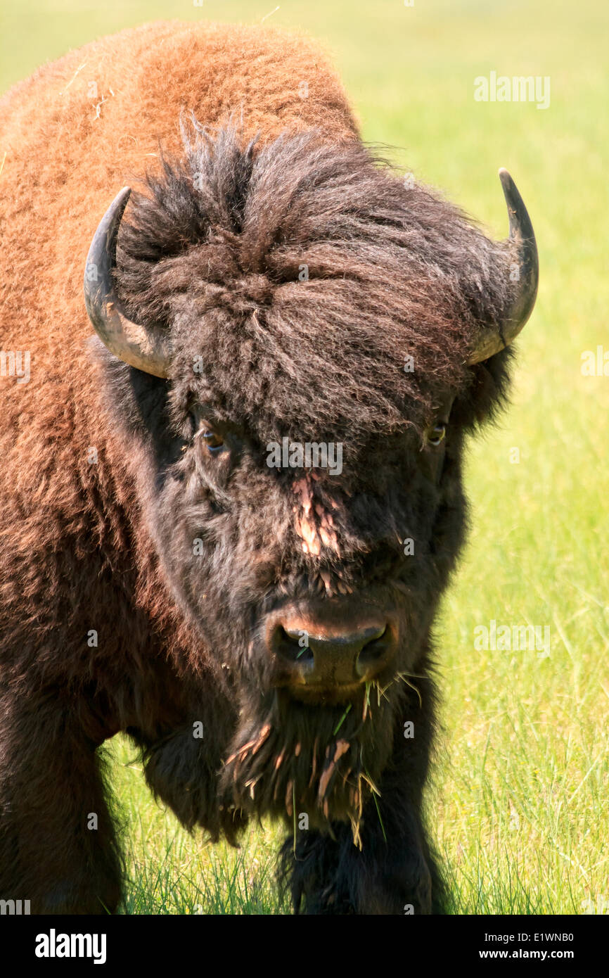 Bison in Custer State Park, South Dakota Stock Photo - Alamy