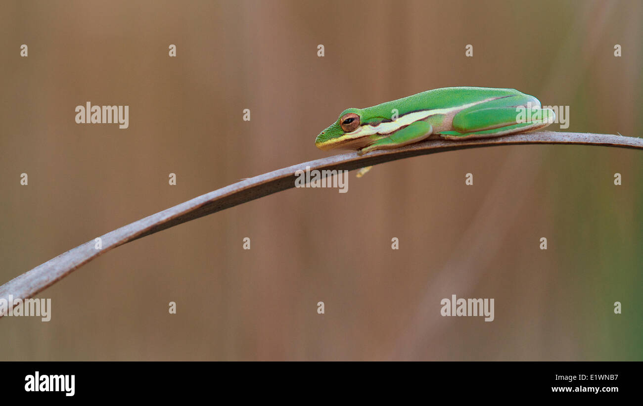 American green tree frog hi-res stock photography and images - Alamy