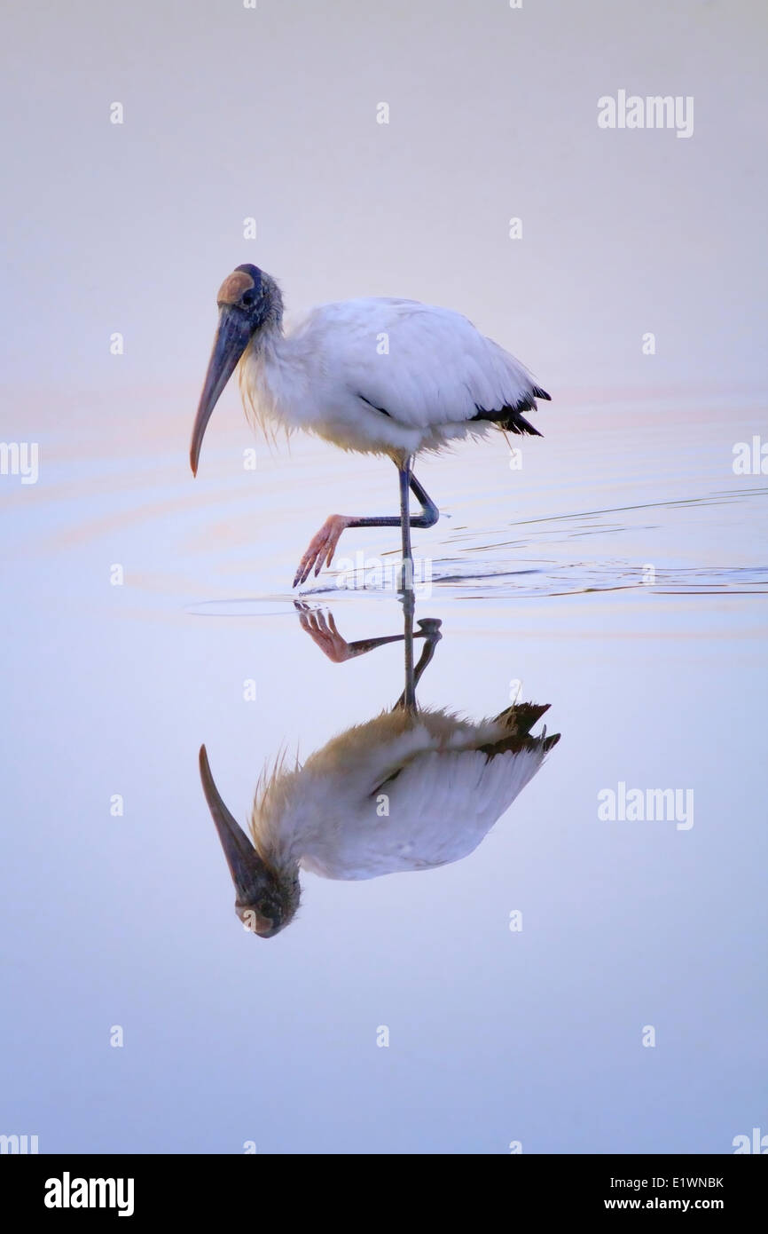 Animal ding hi-res stock photography and images - Alamy