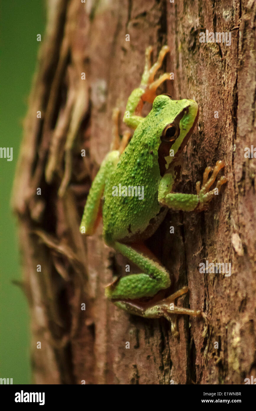 Pacific tree frog hi-res stock photography and images - Alamy