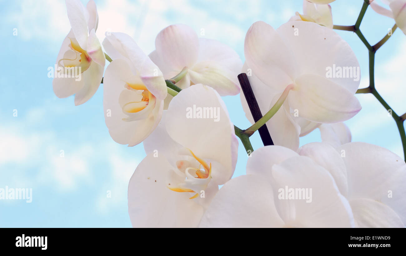 White Orchids over blue sky background Stock Photo - Alamy