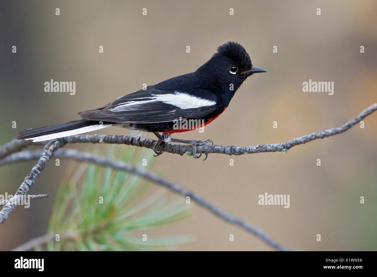 Painted Redstart