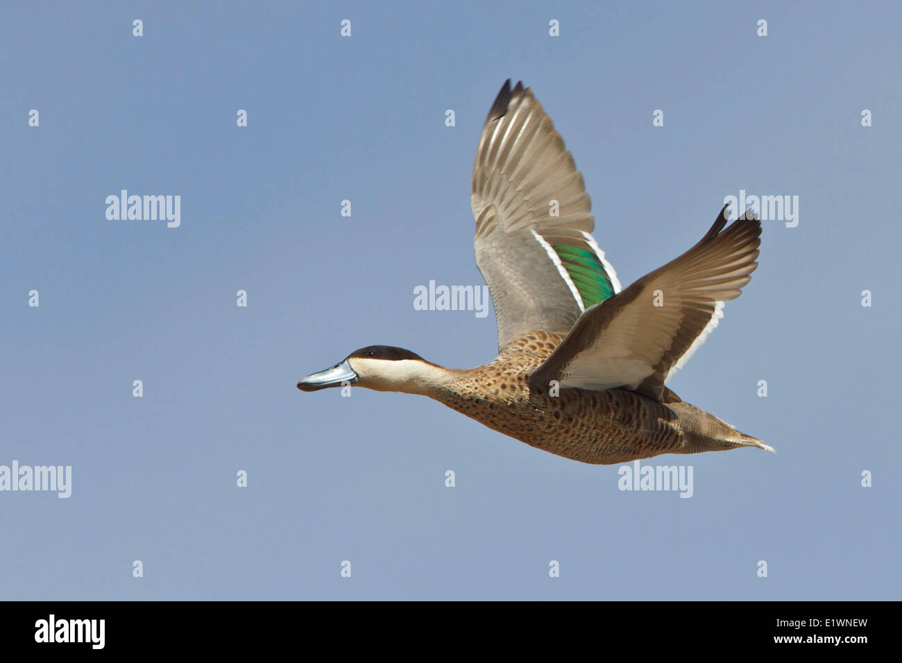 Teal in flight hi-res stock photography and images - Alamy