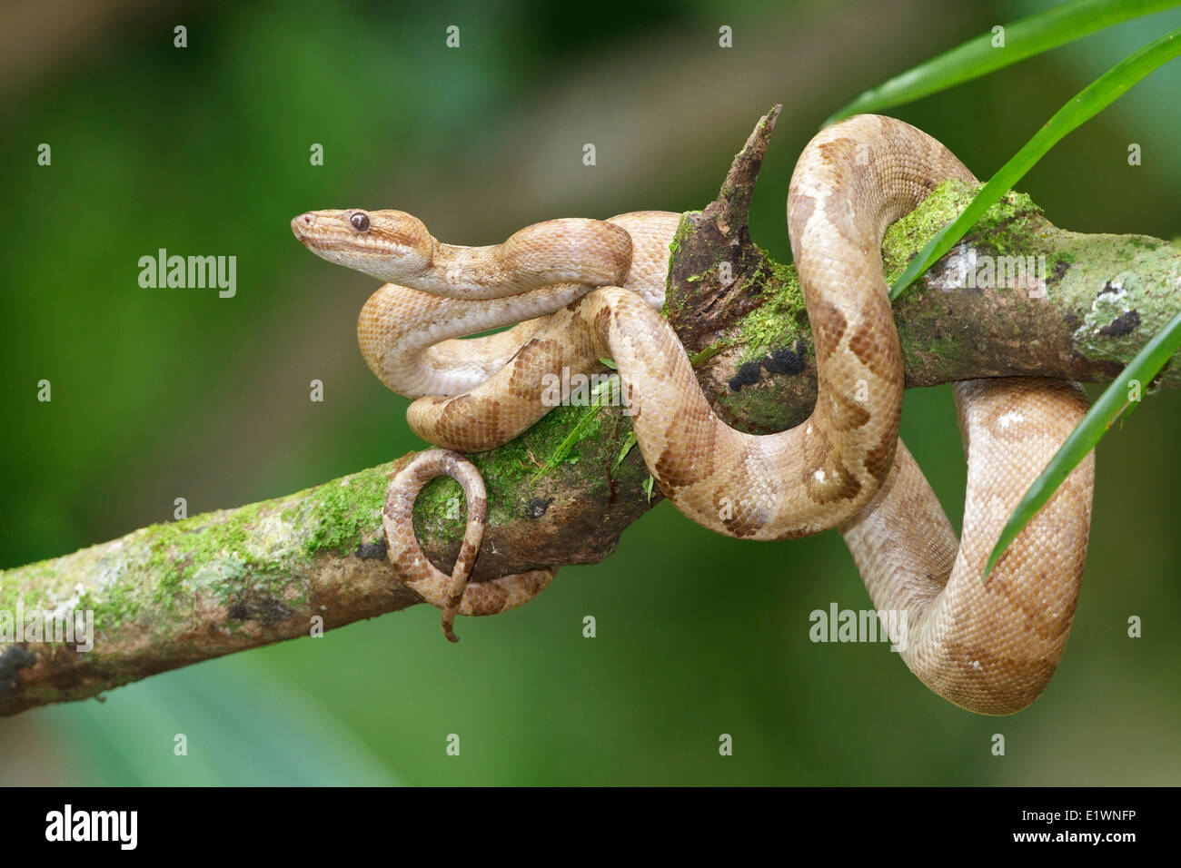 Snake snakes costa rica hi-res stock photography and images - Alamy