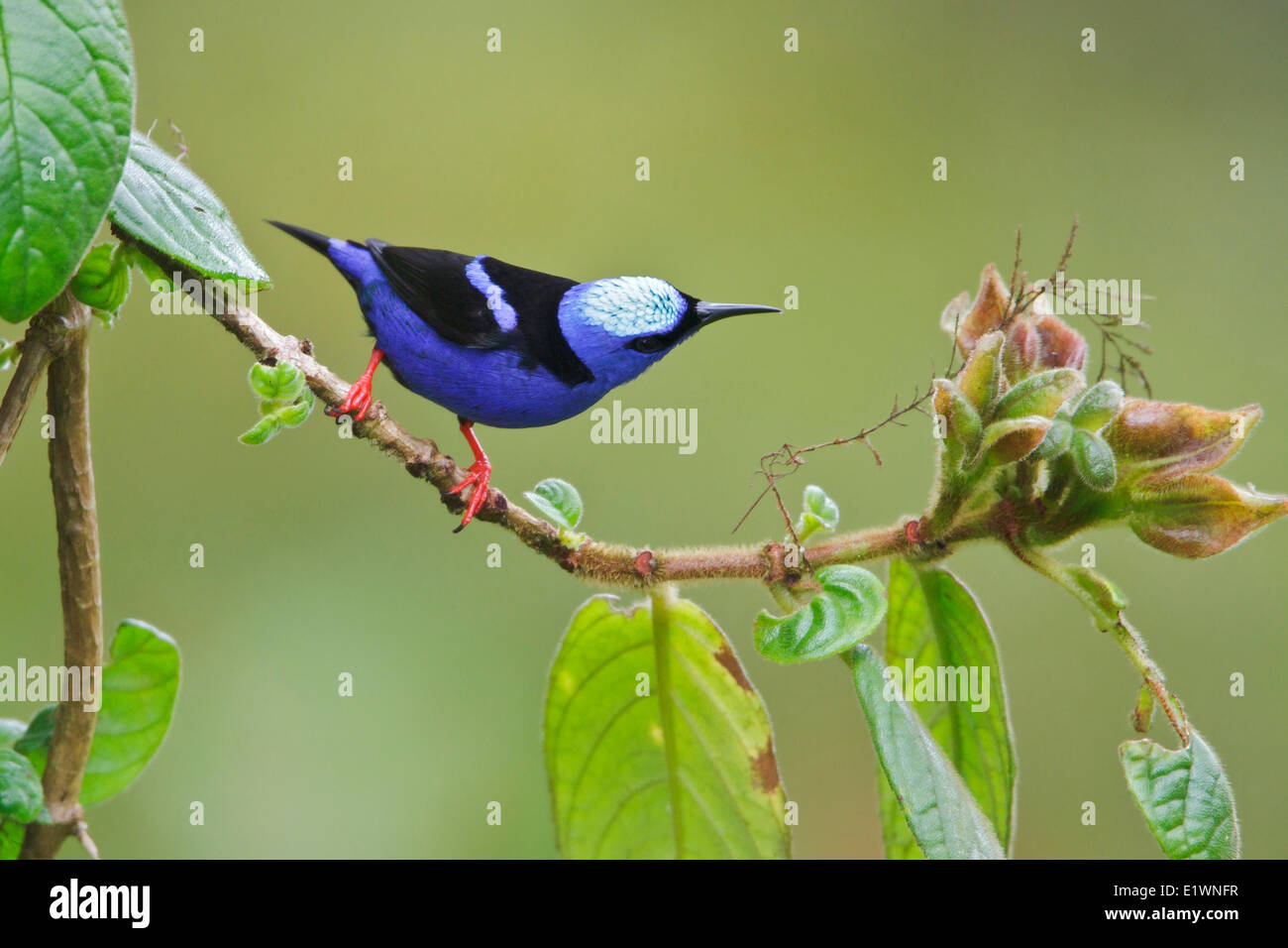 Multi legged animals hi-res stock photography and images - Alamy