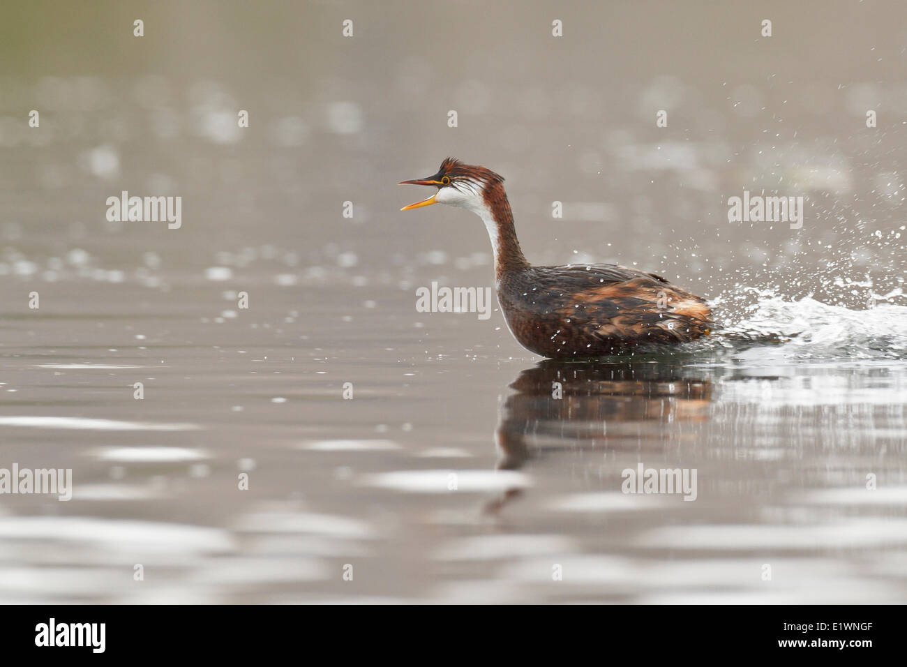 Titicaca flightless grebe hi-res stock photography and images - Alamy