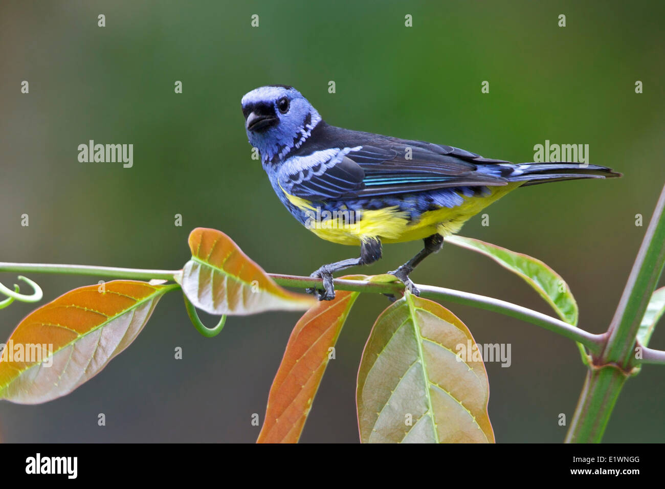 Mexicana hi-res stock photography and images - Alamy