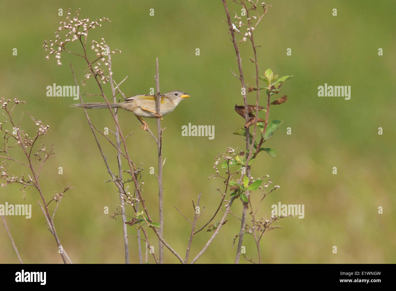 Wedge-tailed Grass-Finch (Emberizoides herbicola) perched on a branch ...