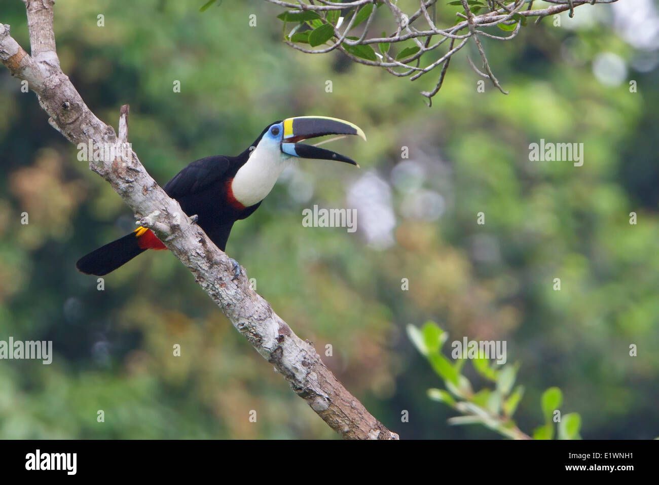 Ramphastos tucanus tucanus hi-res stock photography and images - Alamy