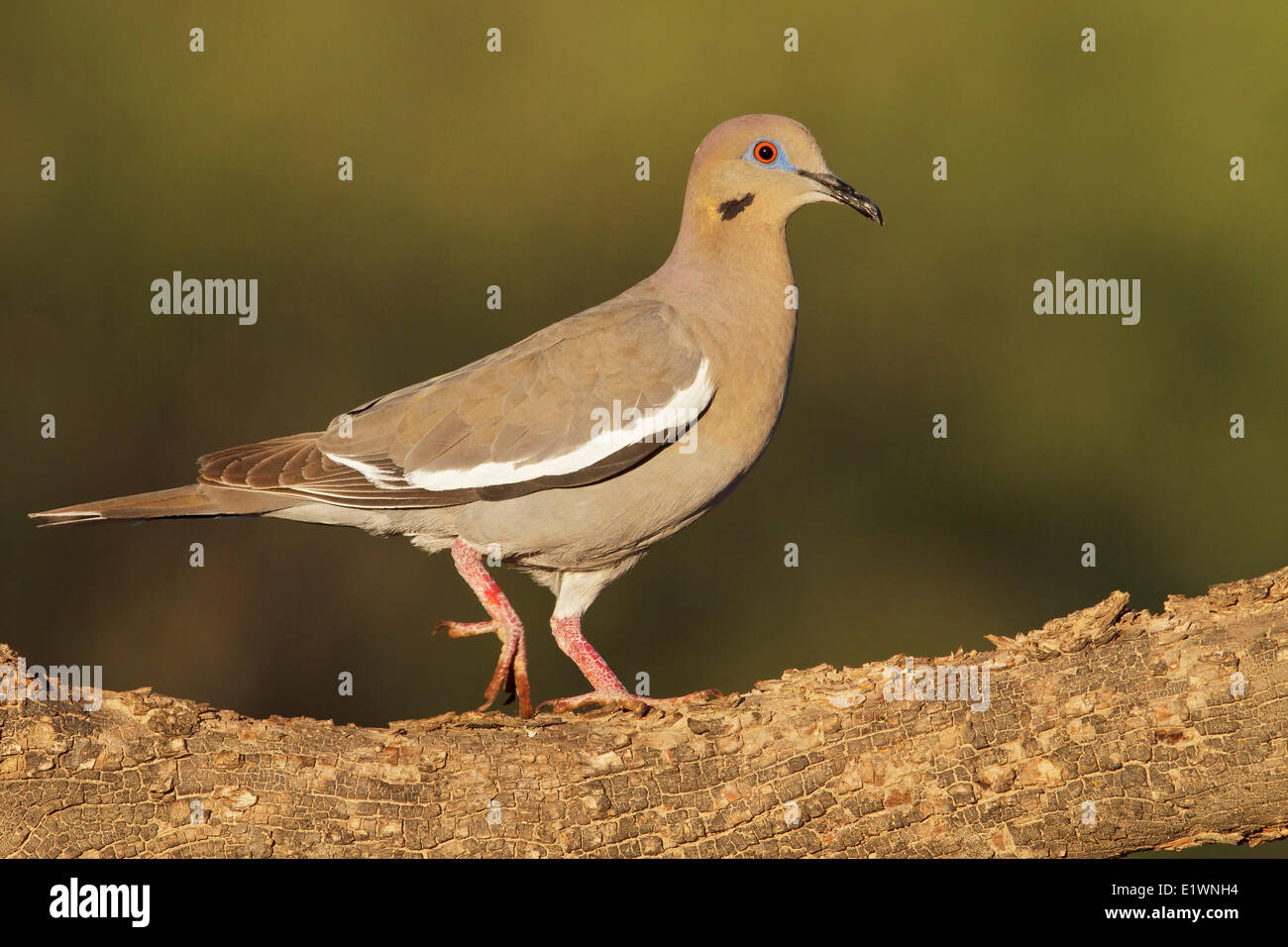 White winged dove in tree hi-res stock photography and images - Alamy