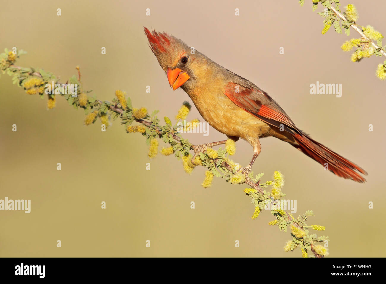 Common cardinal hi-res stock photography and images - Alamy